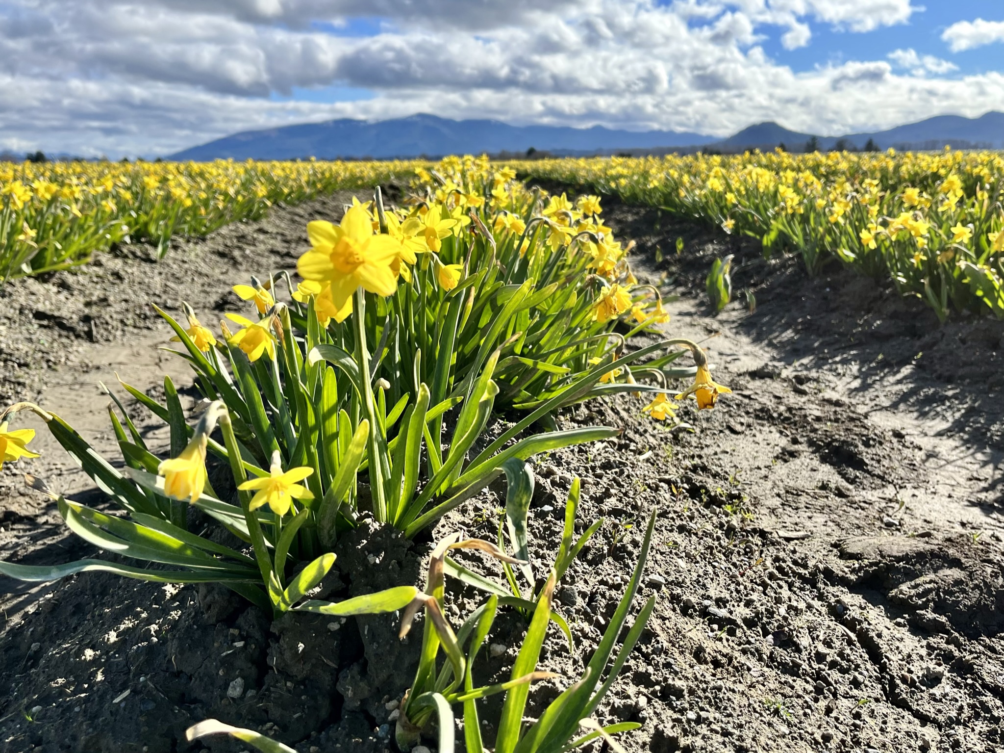 Fields of Gold: A Beautiful Daffodil Festival